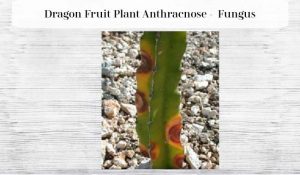 Dragon Fruit Stem Rot – 3 Effective Treatments – Fruitinformation.com
