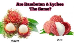 Are Rambutan and Lychee The Same? Rambutan vs Lychee – Fruitinformation.com