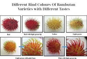 What Does Rambutan Taste Like & How To Eat This Fruit – Detailed ...