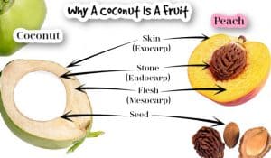 Is a Coconut a Fruit or Vegetable or Nut or Seed? – Fruitinformation.com