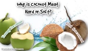 Why is Coconut Meat Hard or Soft? What’s the Difference ...