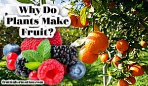 Why Do Plants Make Fruit: A Fruit Scientist Weighs In ...