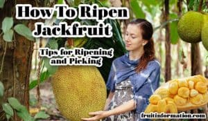 How To Ripen Jackfruit: Tips for Ripening and Picking ...