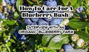 How To Care For A Blueberry Bush: Expert Blueberry Farmers Tips ...